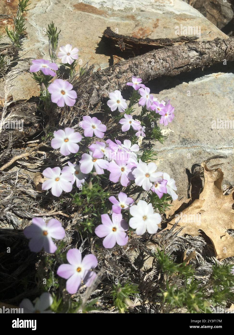 spreading phlox (Phlox diffusa) Plantae Stock Photo - Alamy
