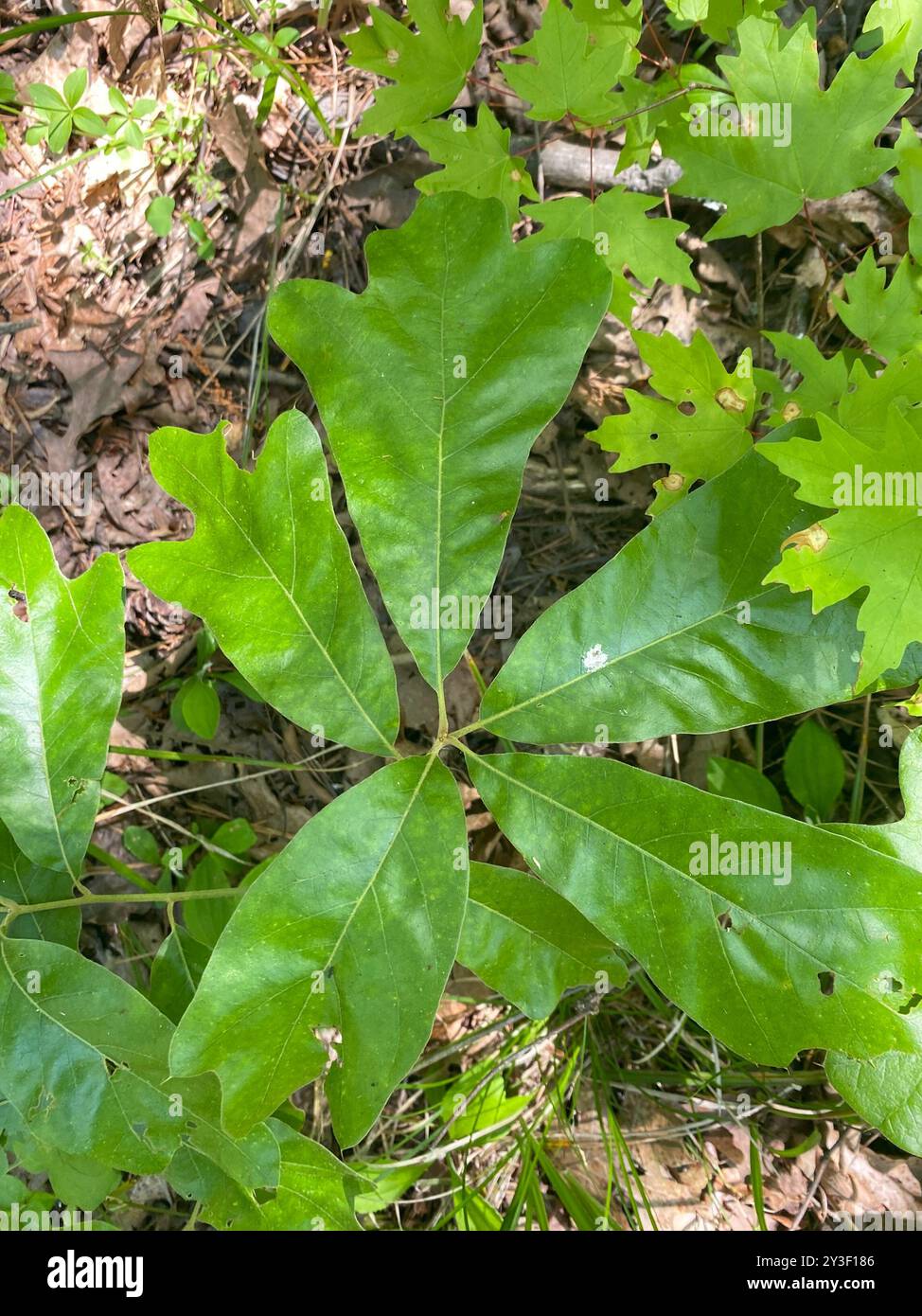 southern red oak (Quercus falcata) Plantae Stock Photo - Alamy