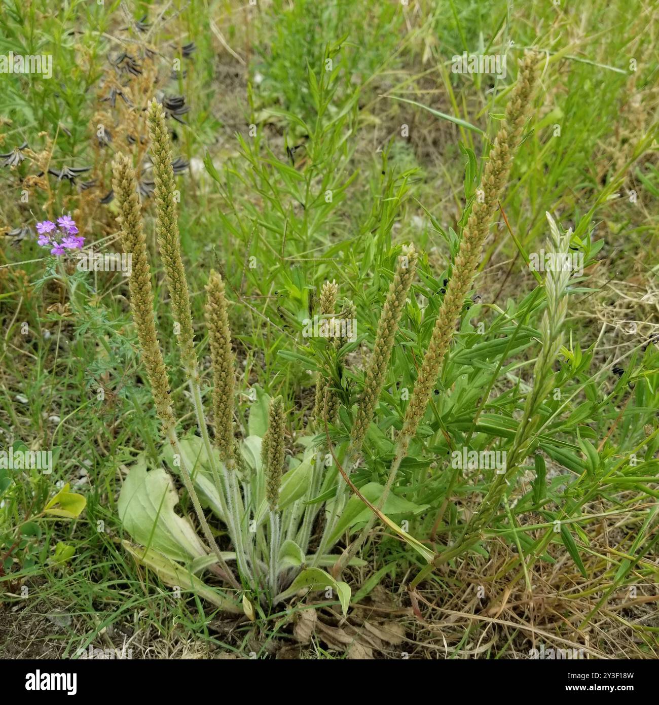 dwarf plantain (Plantago virginica) Plantae Stock Photo - Alamy