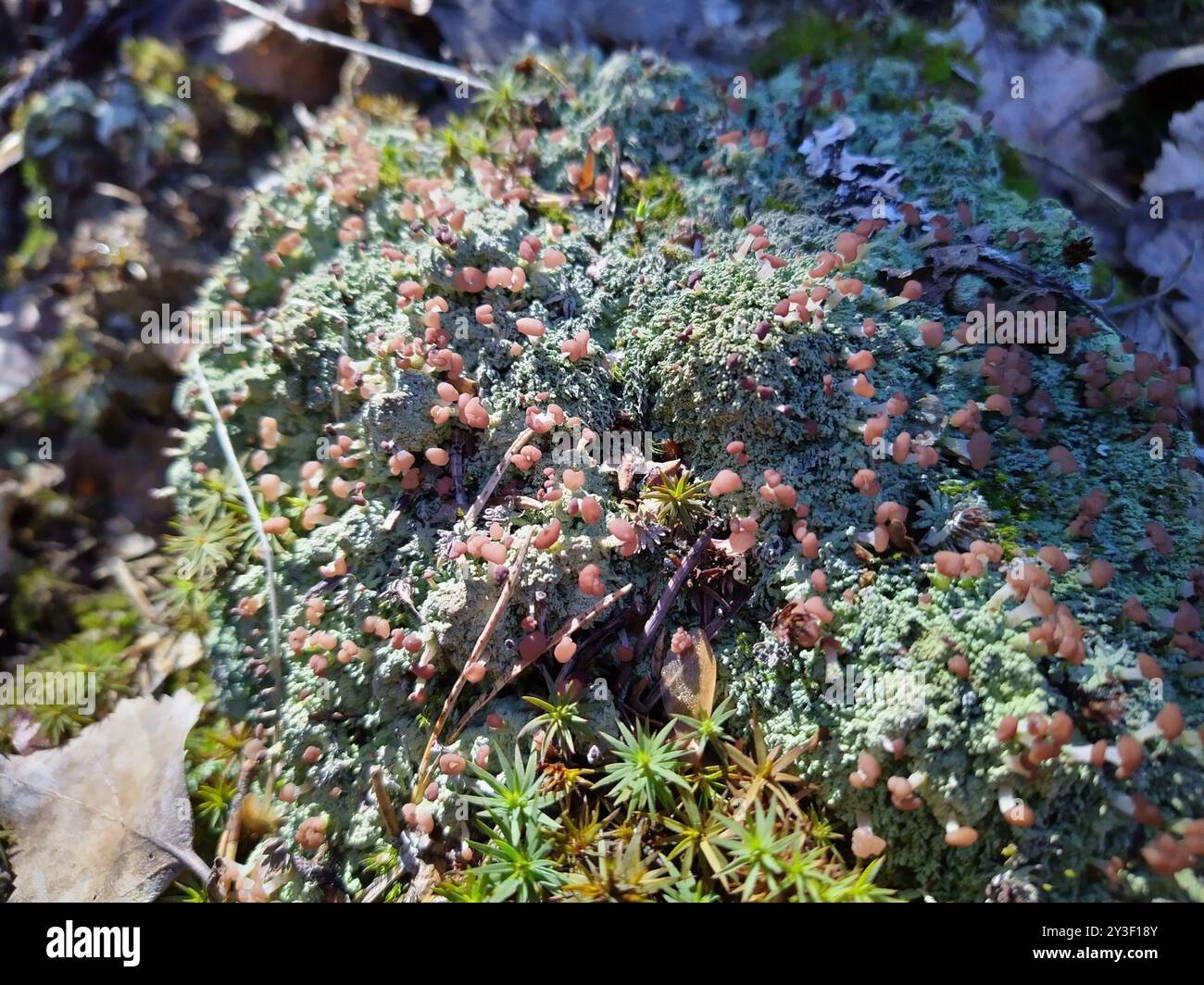 Brown Beret Lichen (Baeomyces rufus) Fungi Stock Photo - Alamy