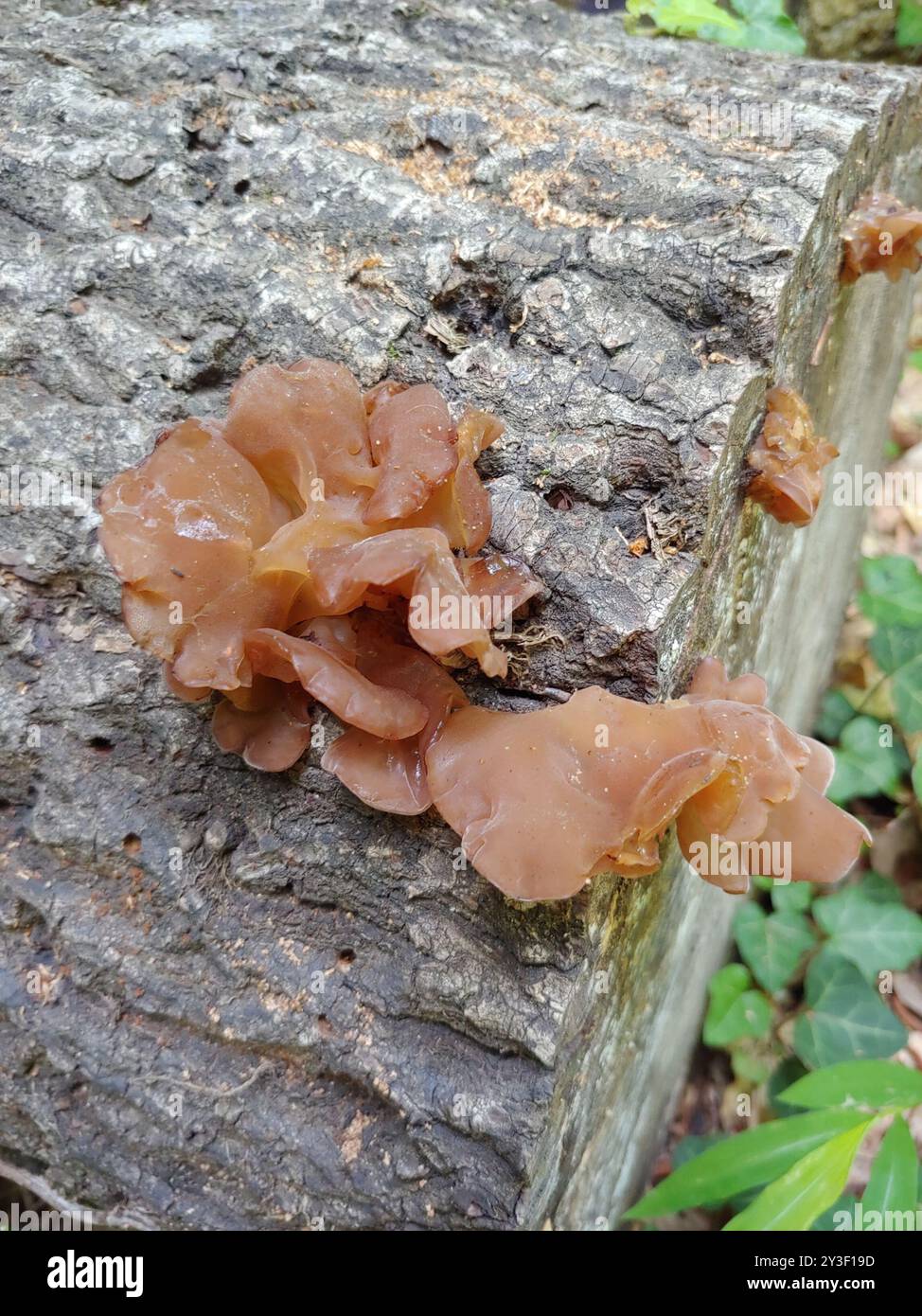 Leafy Brain (Phaeotremella foliacea) Fungi Stock Photo - Alamy