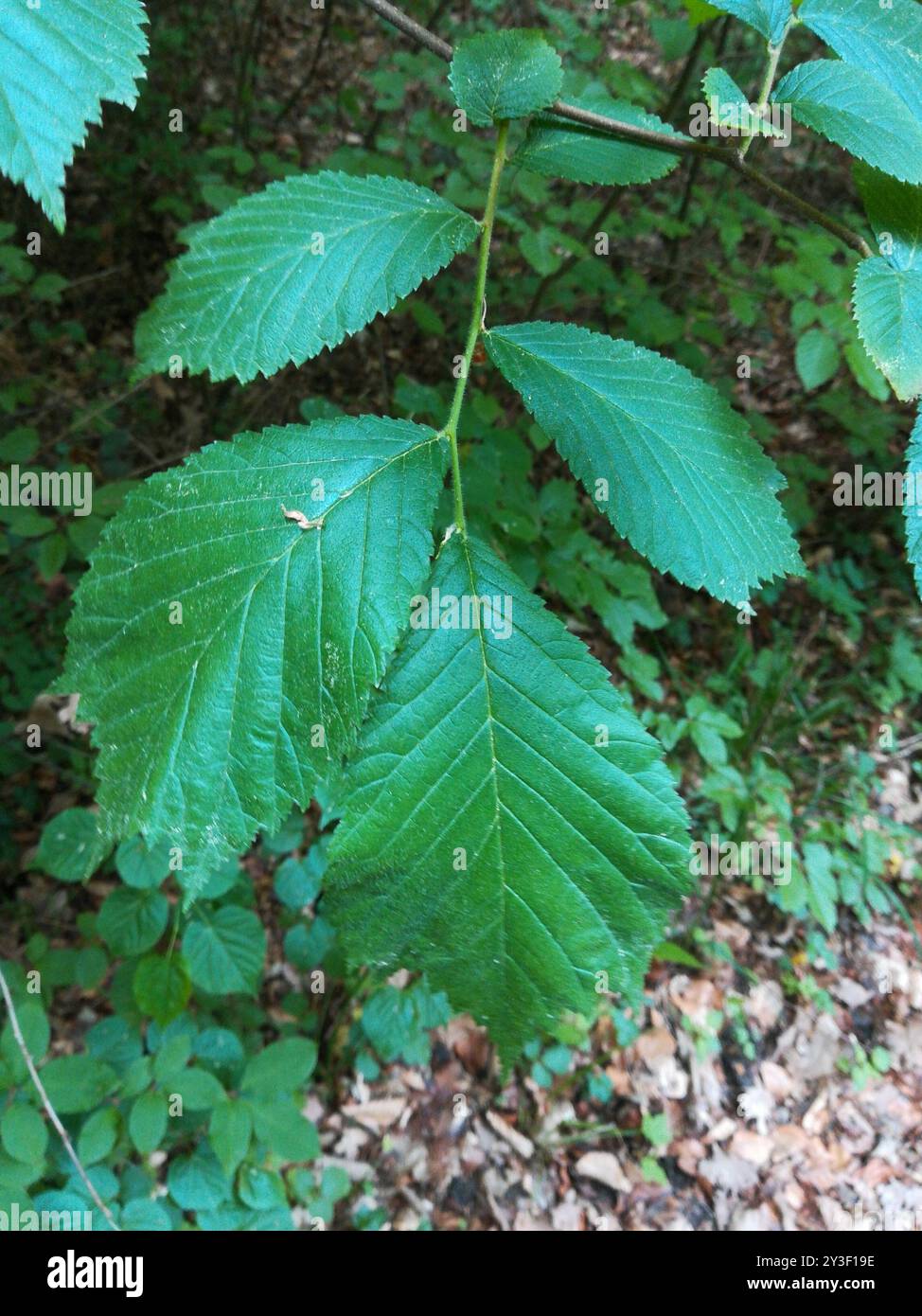 Wych Elm (Ulmus glabra) Plantae Stock Photo - Alamy