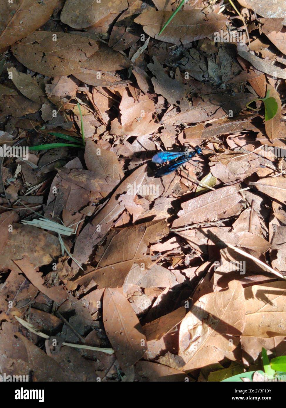 Steel-blue Cricket-hunter Wasp (Chlorion aerarium) Insecta Stock Photo ...