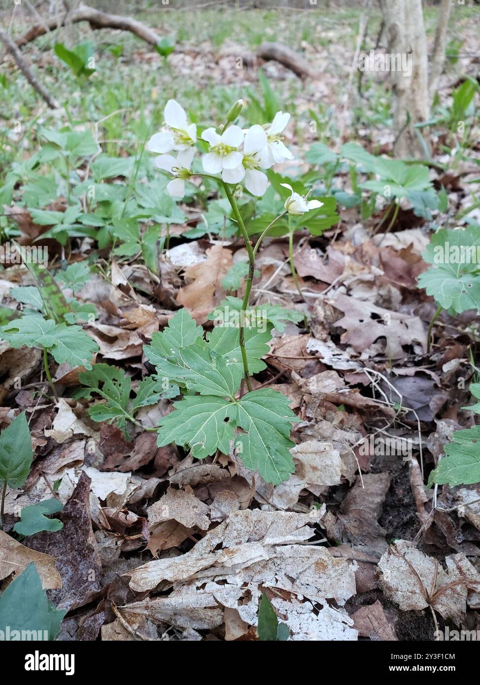 Two-leaved Toothwort (Cardamine diphylla) Plantae Stock Photo - Alamy