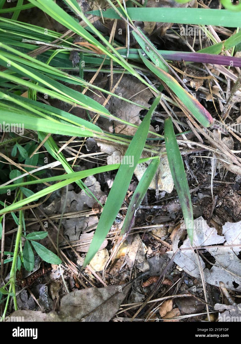 Narrow-leaved Witchgrass (Dichanthelium angustifolium) Plantae Stock ...