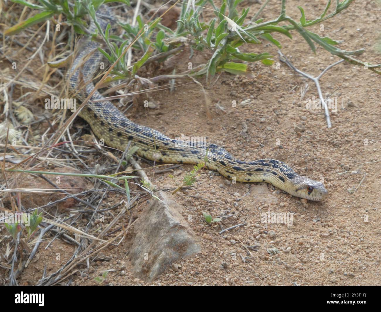 Gopher Snake (Pituophis catenifer) Reptilia Stock Photo - Alamy