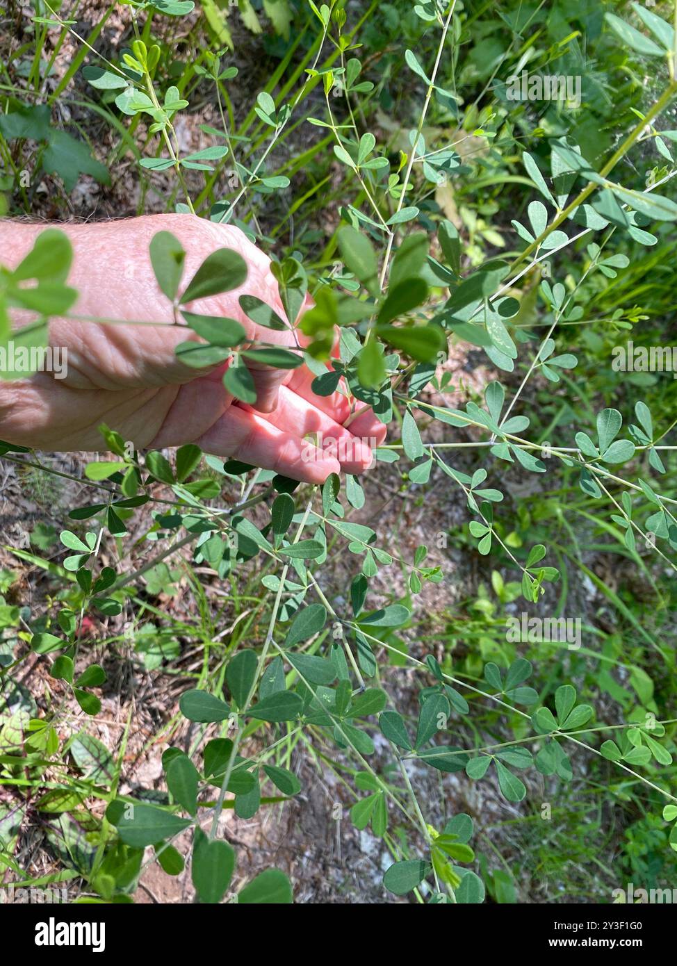 eastern wild indigo (Baptisia tinctoria) Plantae Stock Photo - Alamy