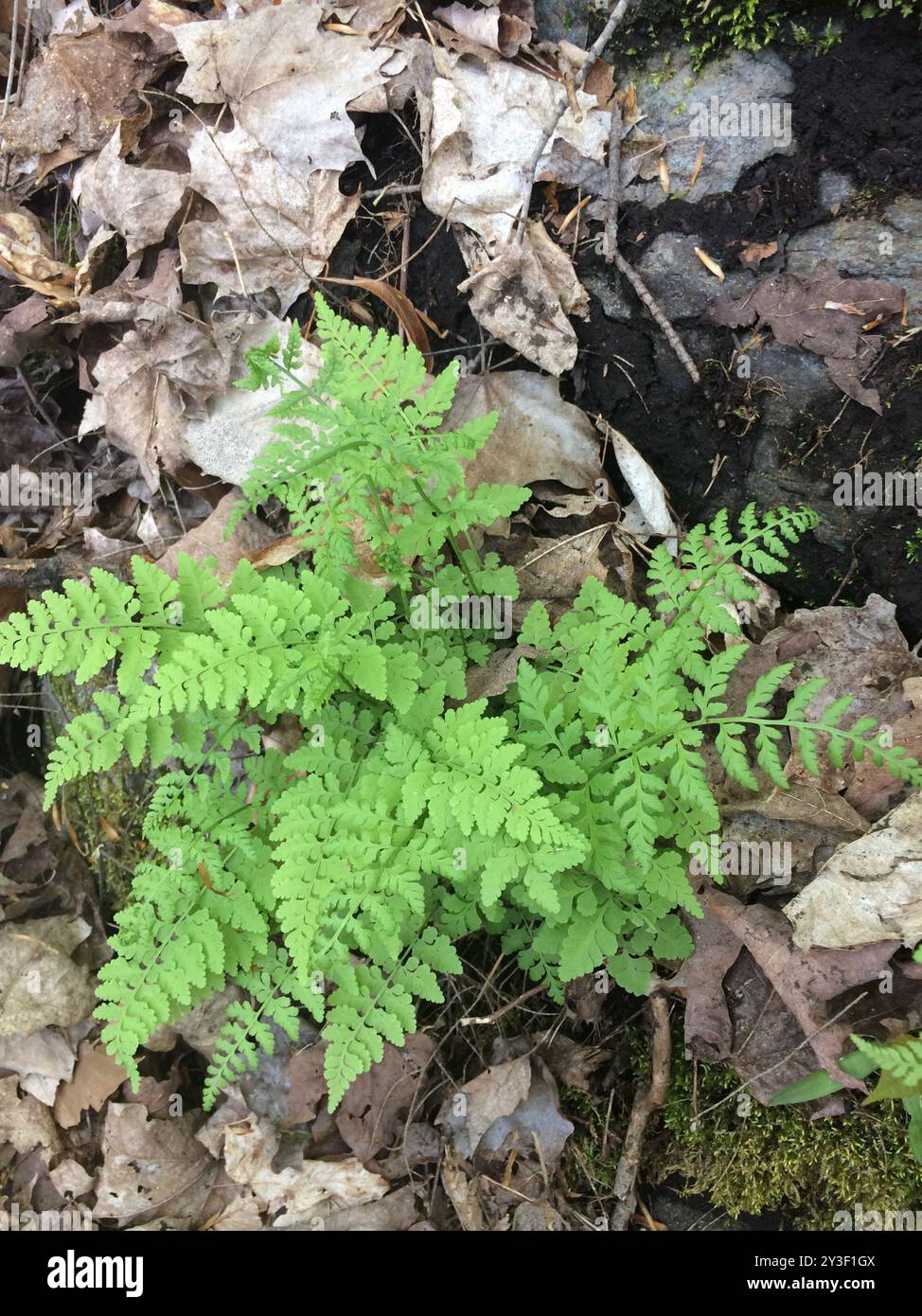 Mackay's Fragile Fern (Cystopteris tenuis) Plantae Stock Photo - Alamy