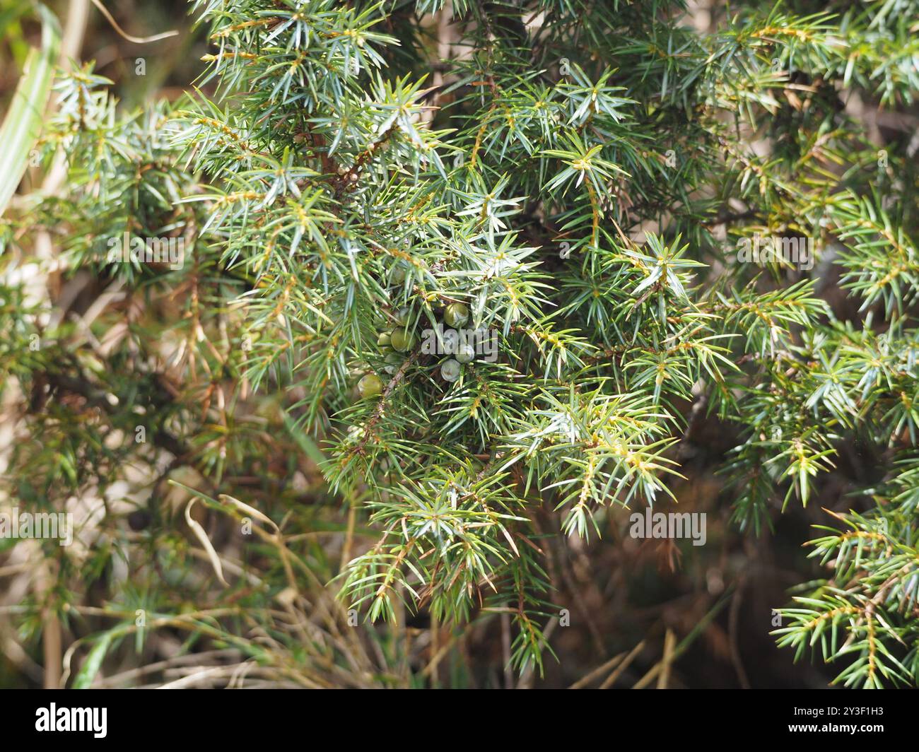 Formosan juniper (Juniperus formosana) Plantae Stock Photo - Alamy