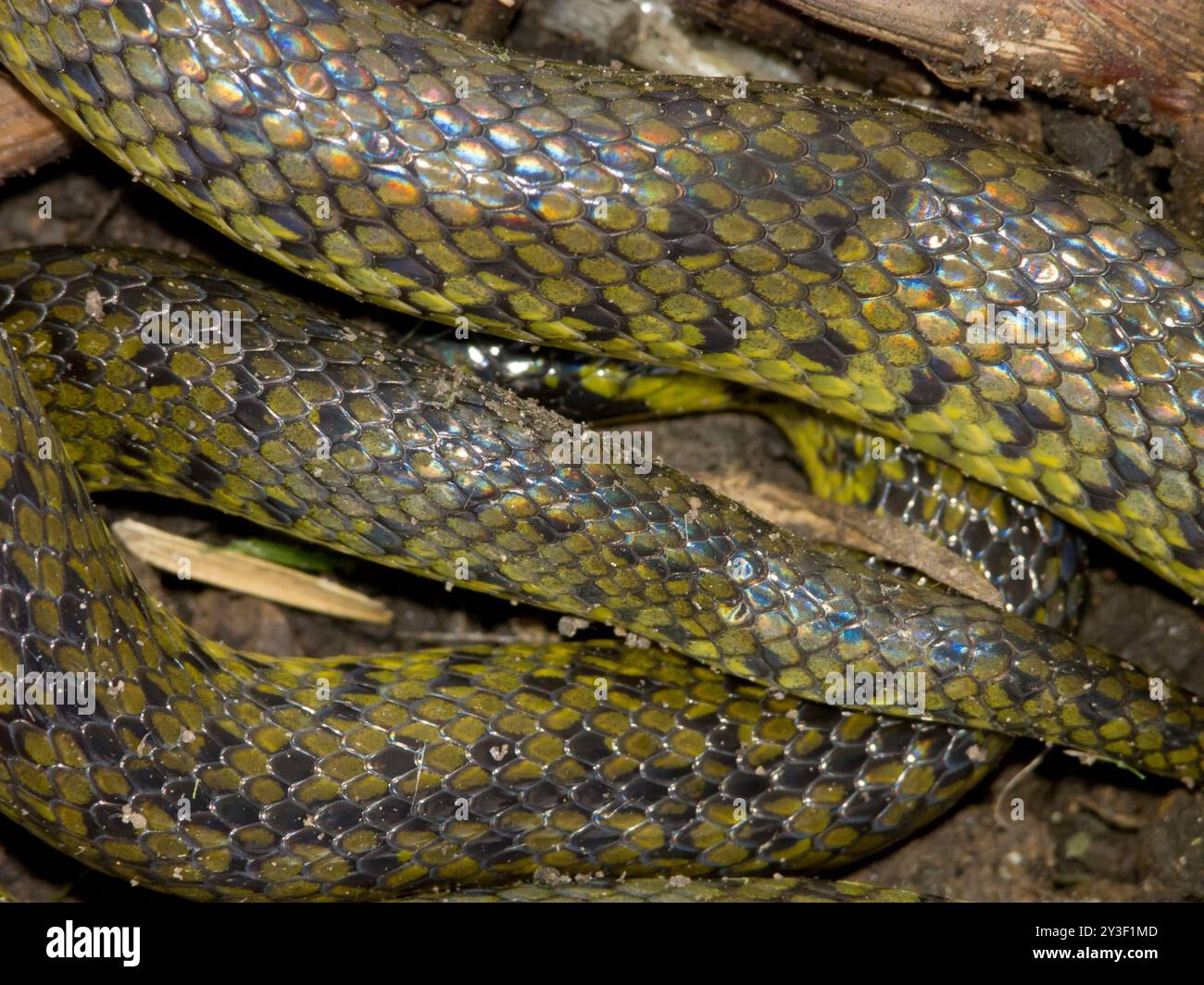 Thickhead Ground Snake (Atractus crassicaudatus) Reptilia Stock Photo ...