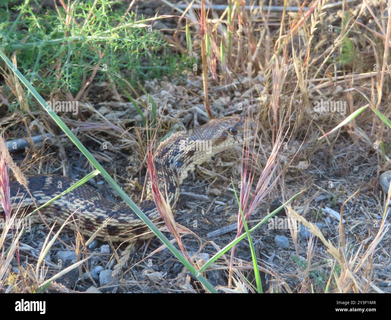 Pacific Gopher Snake (Pituophis catenifer catenifer) Reptilia Stock ...
