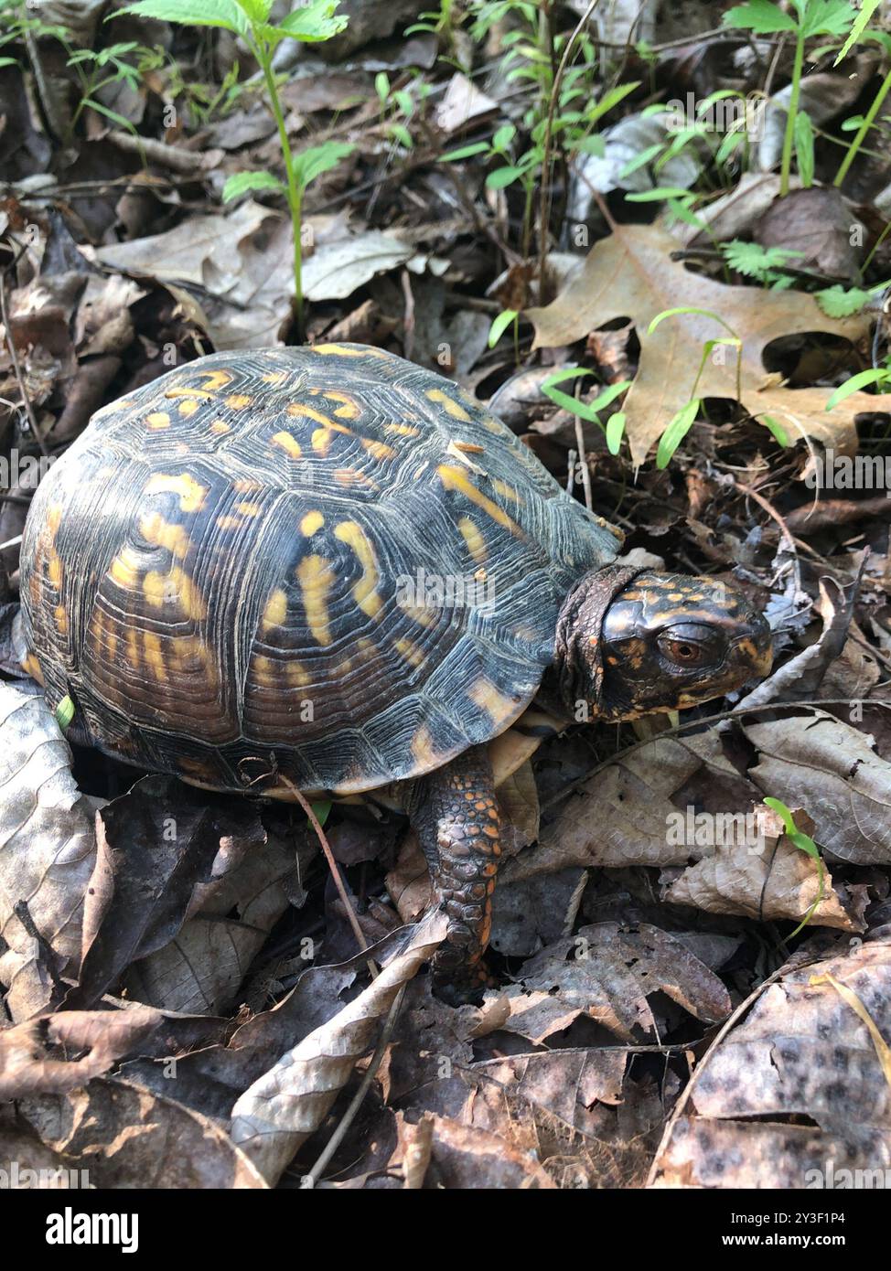 Common Box Turtle (Terrapene carolina) Reptilia Stock Photo - Alamy