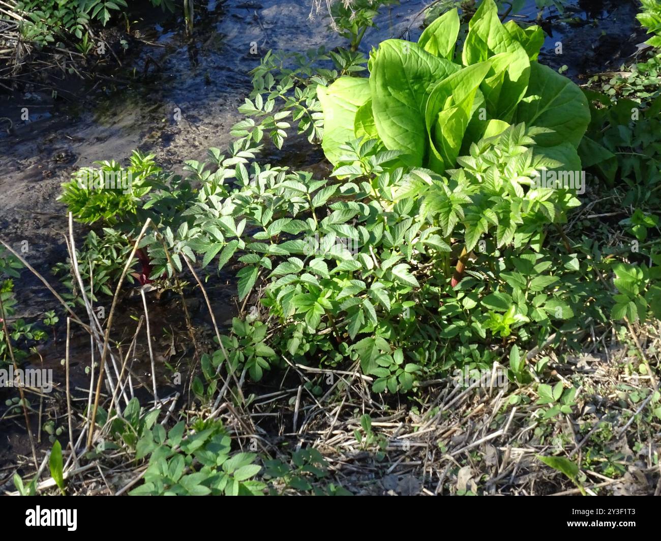 purple-stemmed angelica (Angelica atropurpurea) Plantae Stock Photo - Alamy