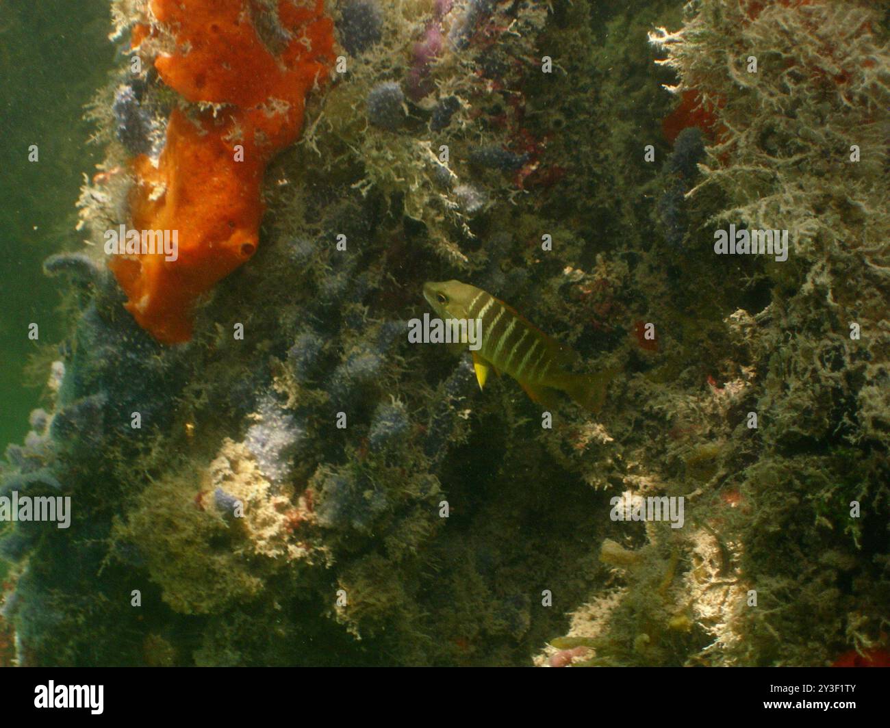 Schoolmaster Snapper (Lutjanus apodus) Actinopterygii Stock Photo - Alamy