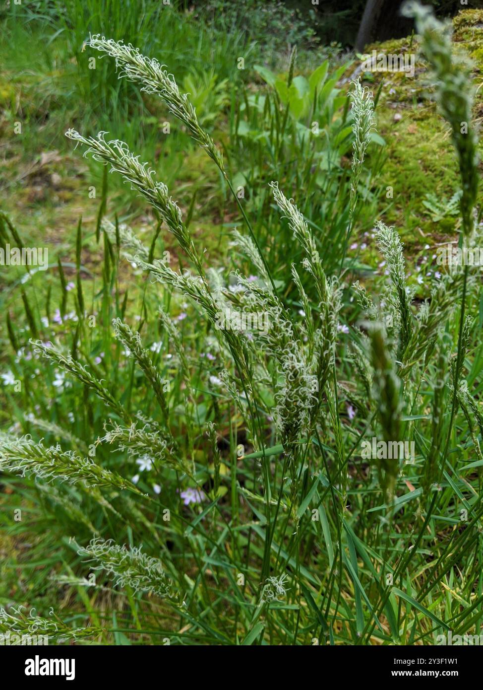 sweet vernal grass (Anthoxanthum odoratum) Plantae Stock Photo - Alamy
