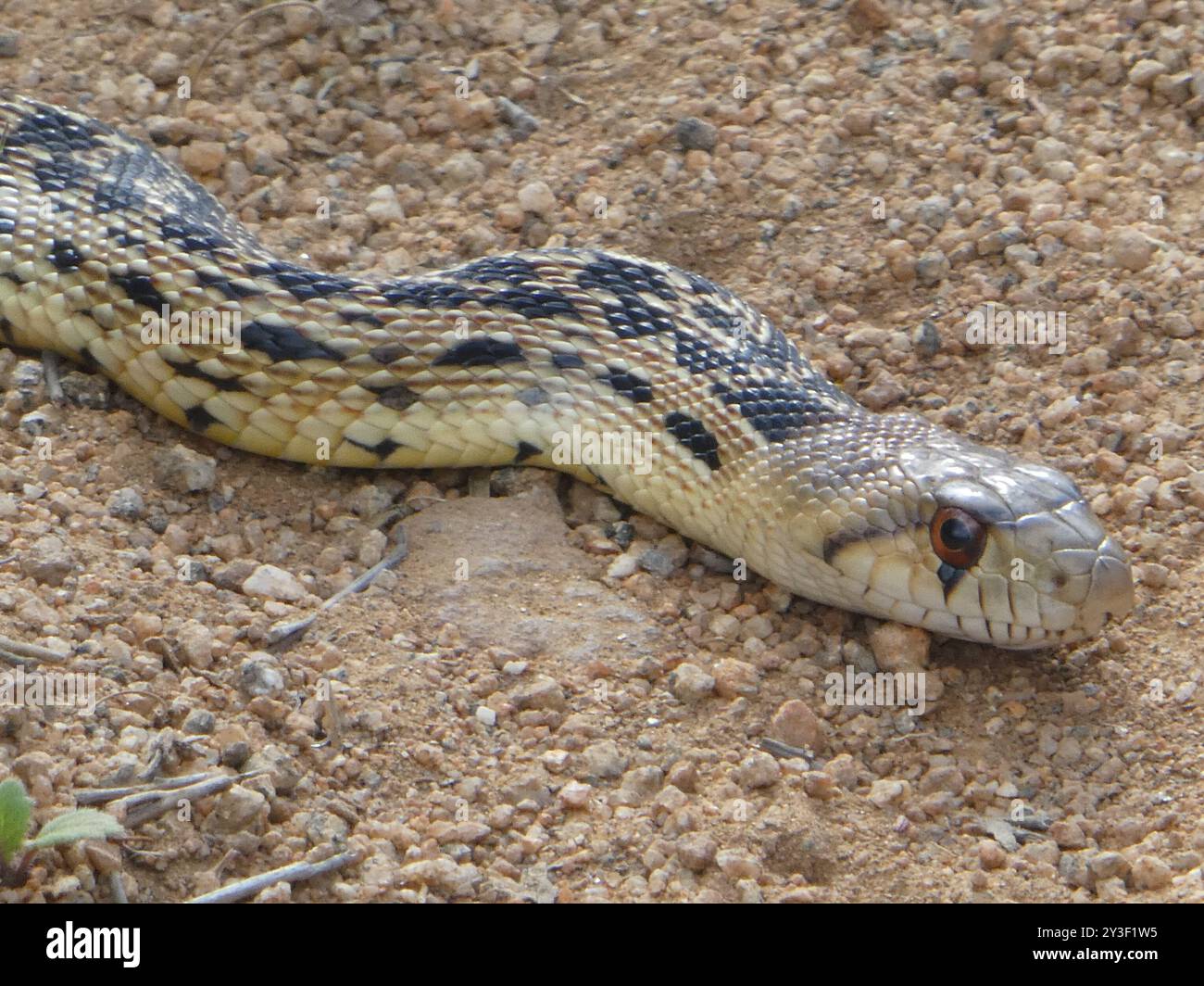 Gopher Snake (Pituophis catenifer) Reptilia Stock Photo - Alamy