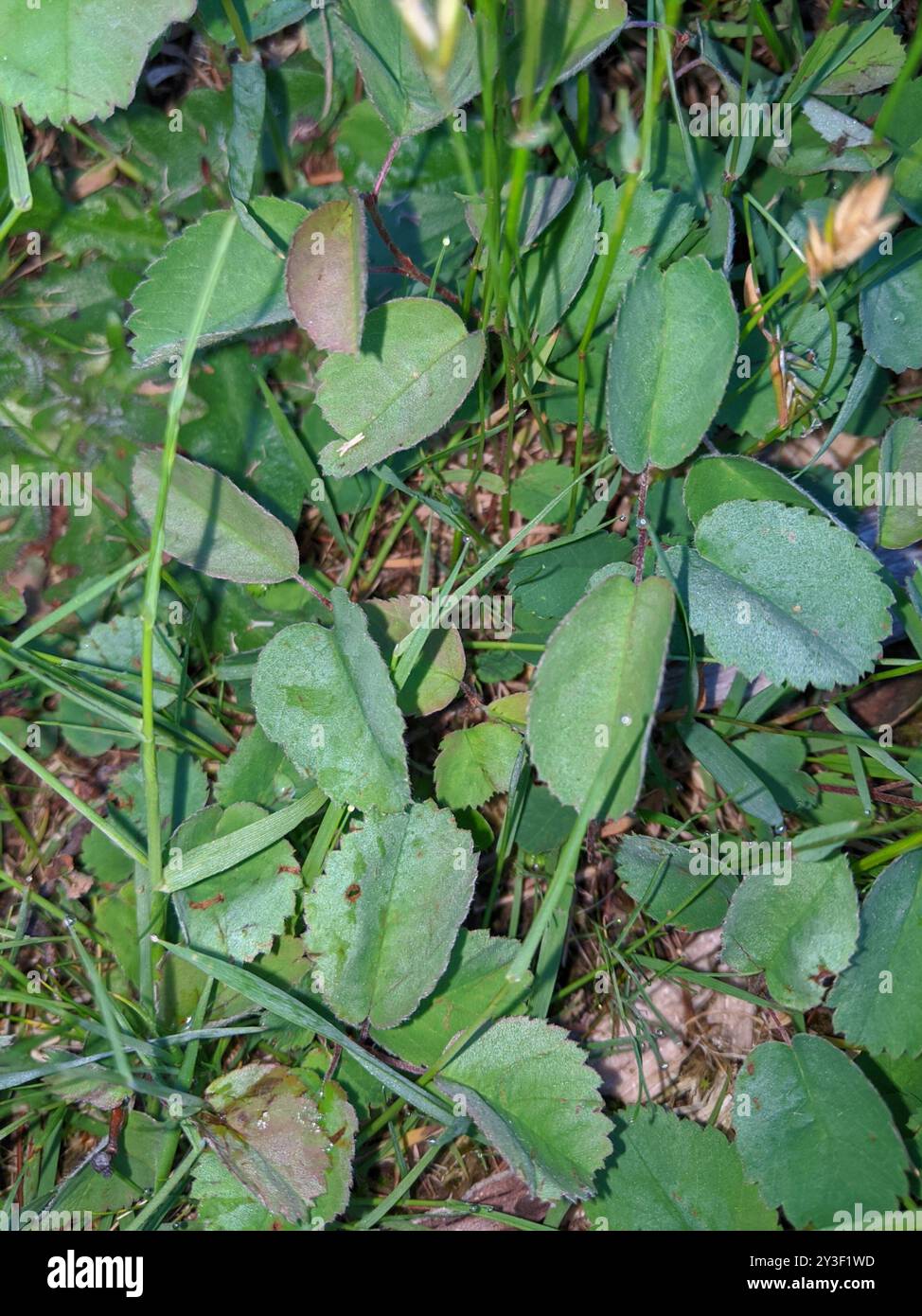 vascular plants (Tracheophyta) Plantae Stock Photo - Alamy