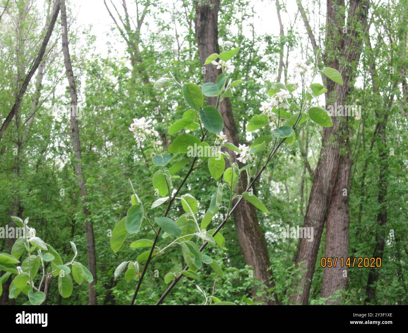 Dwarf Serviceberry (Amelanchier × spicata) Plantae Stock Photo - Alamy