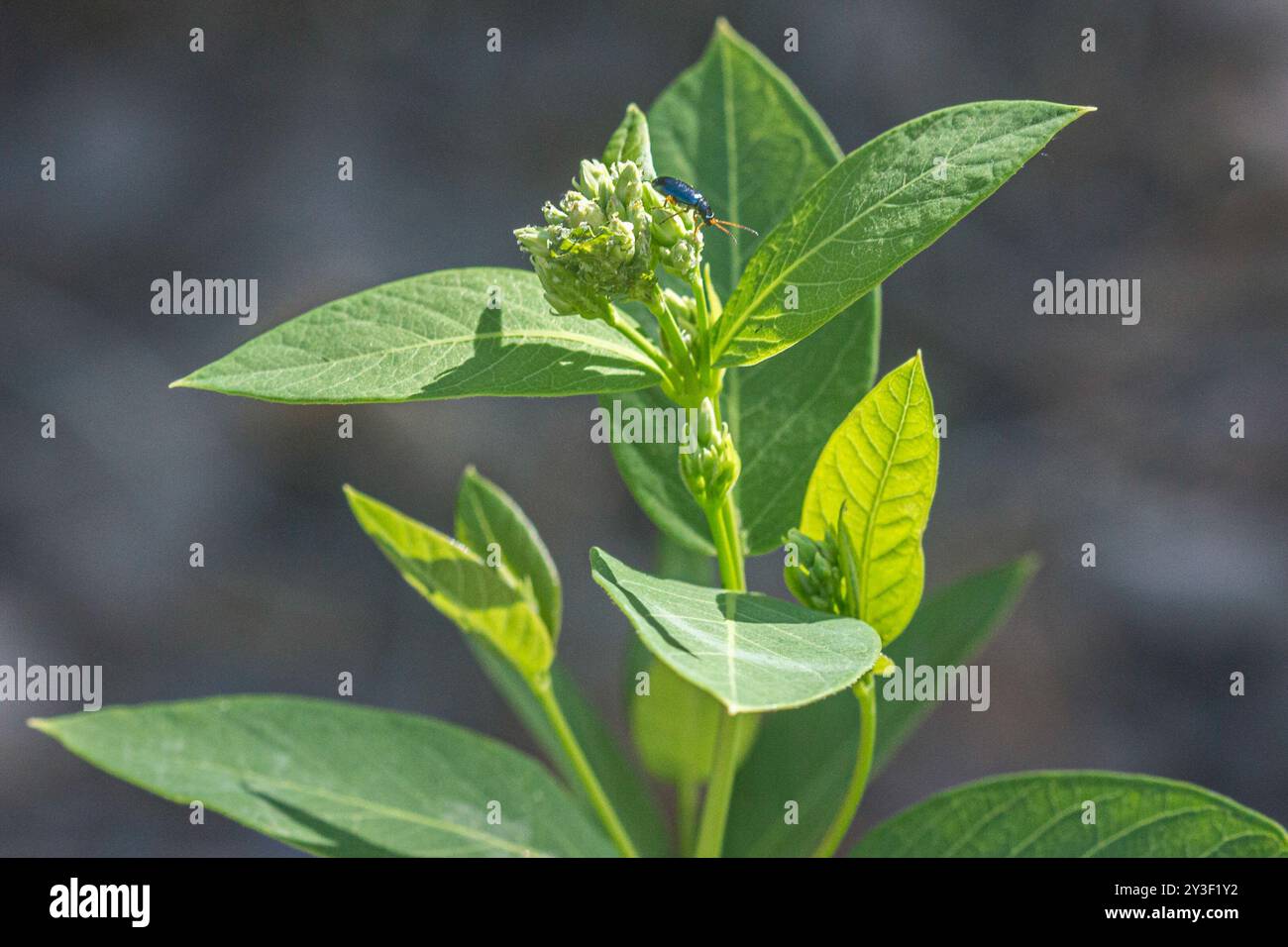 hemp dogbane (Apocynum cannabinum) Plantae Stock Photo - Alamy