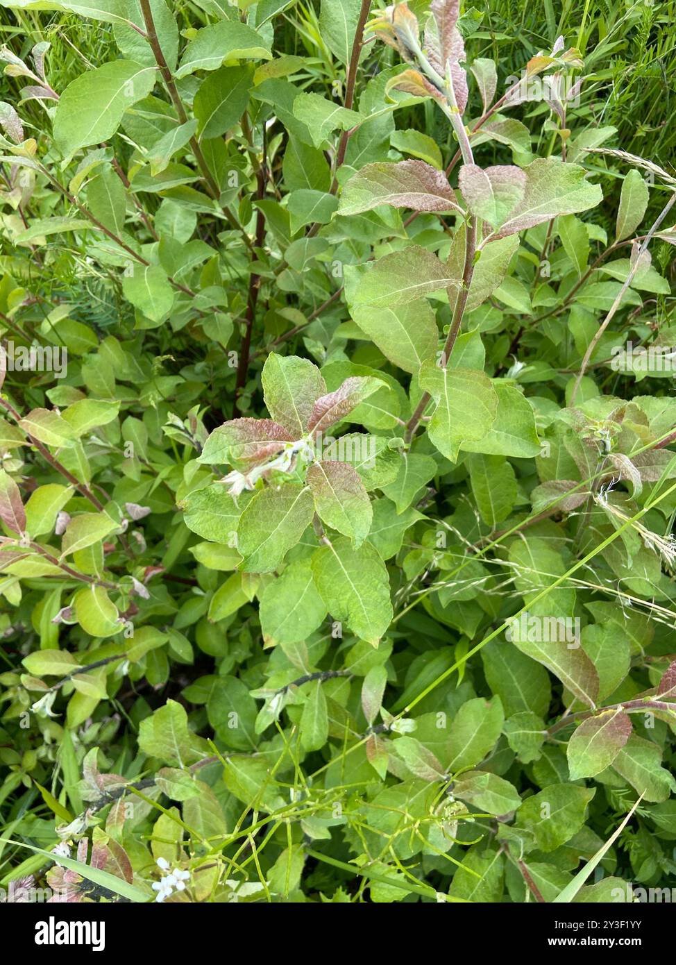 goat willow (Salix caprea) Plantae Stock Photo - Alamy