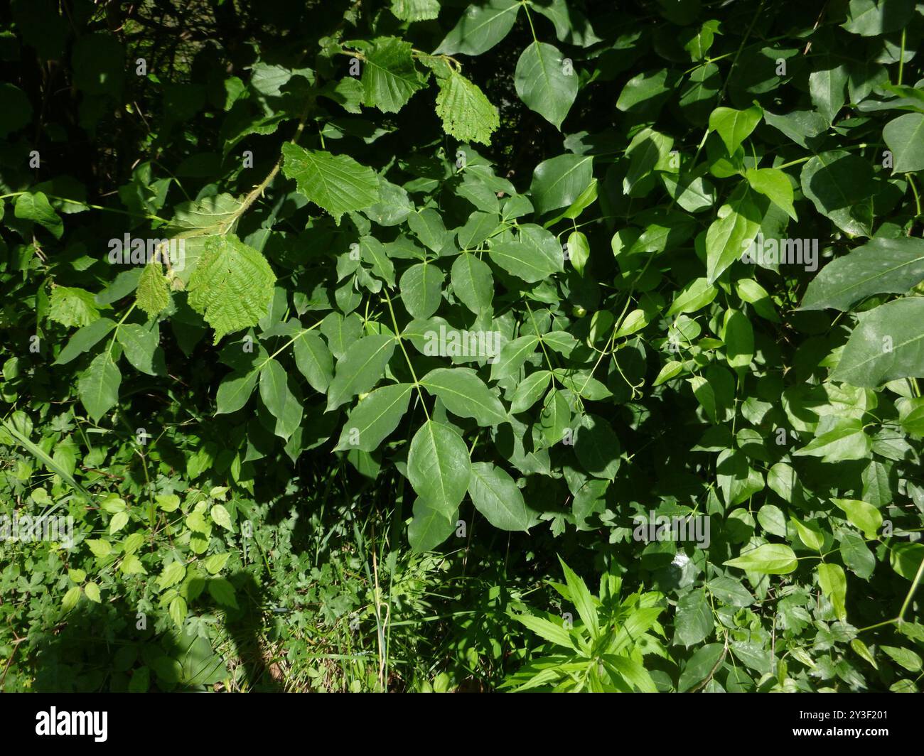 European bladdernut (Staphylea pinnata) Plantae Stock Photo - Alamy