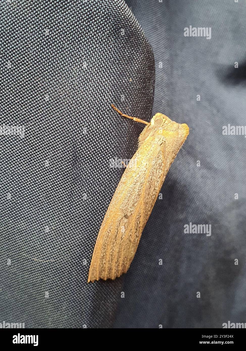 Chestnut-veined Crest-moth (Paralaea porphyrinaria) Insecta Stock Photo ...