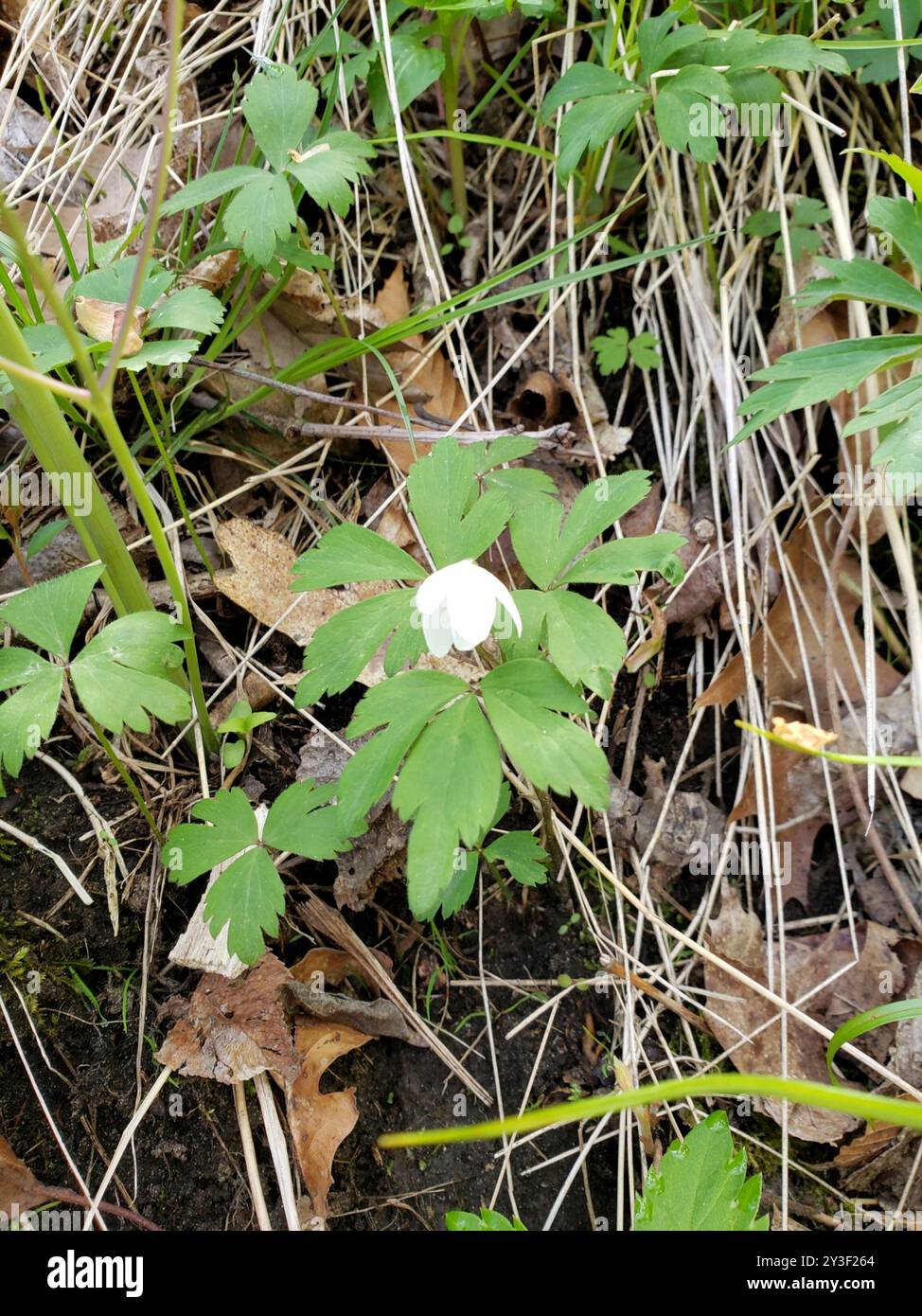 wood anemone (Anemonoides quinquefolia) Plantae Stock Photo - Alamy