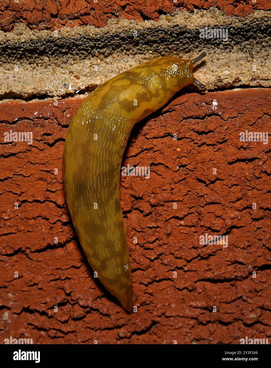 Green Cellar Slug (Limacus maculatus) Mollusca Stock Photo - Alamy