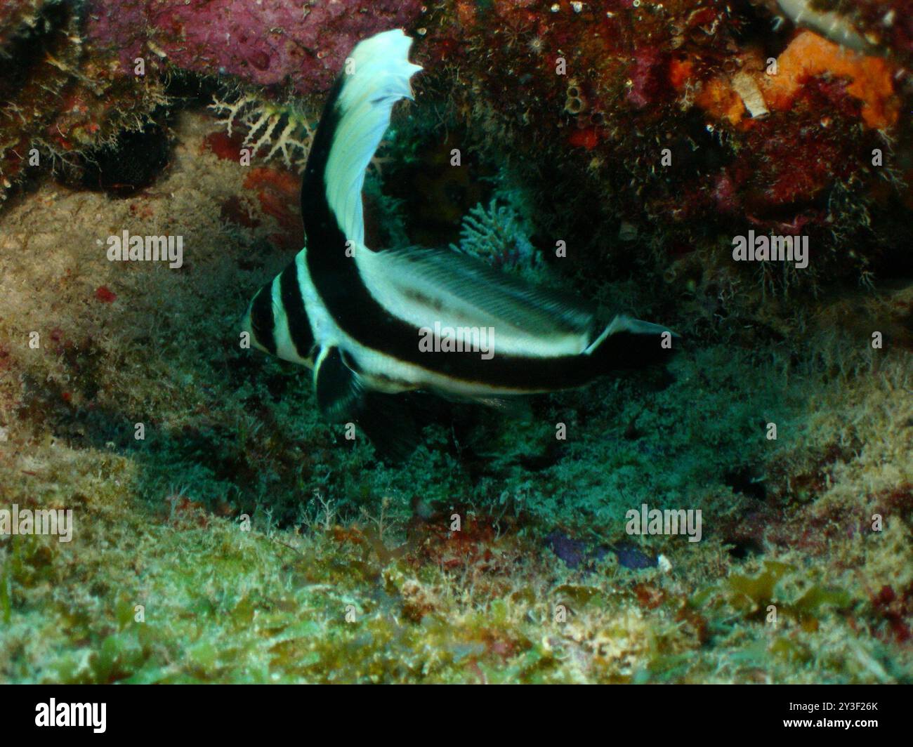 Spotted Drum (Eques punctatus) Actinopterygii Stock Photo - Alamy