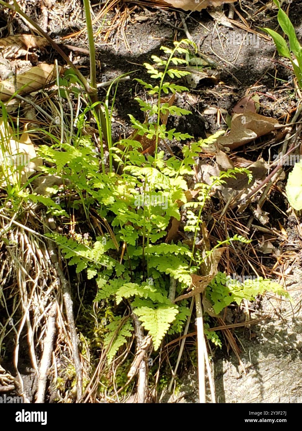 brittle bladderfern (Cystopteris fragilis) Plantae Stock Photo - Alamy