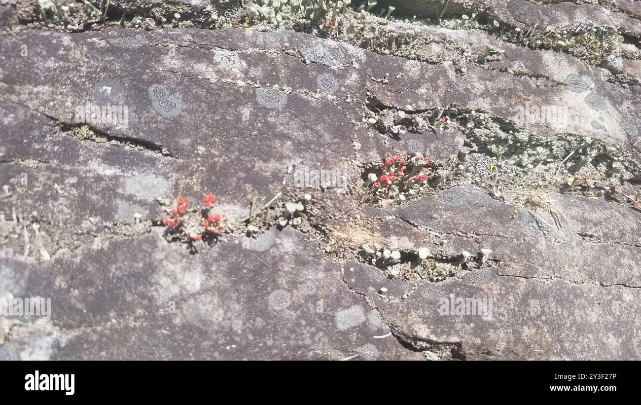 British soldier lichen (Cladonia cristatella) Fungi Stock Photo - Alamy
