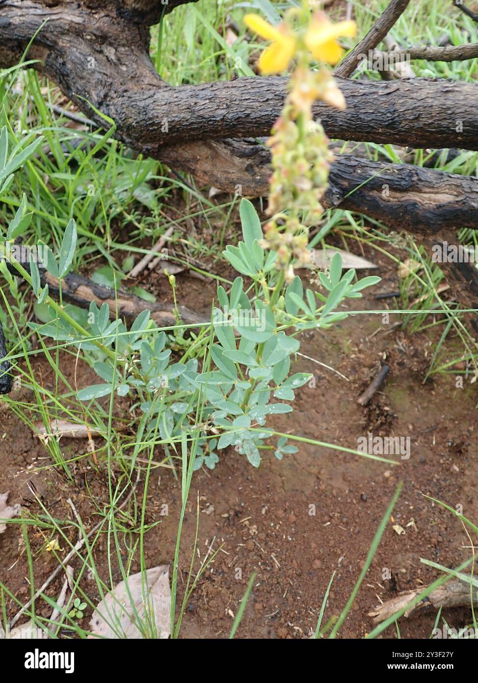 Round Pod Rattle Bush (Crotalaria globifera) Plantae Stock Photo - Alamy