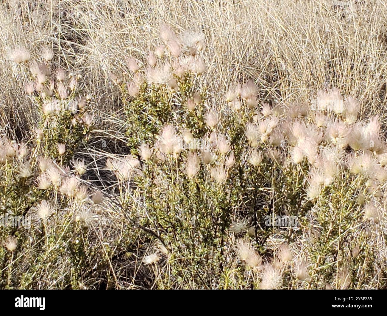 Apache plume (Fallugia paradoxa) Plantae Stock Photo - Alamy