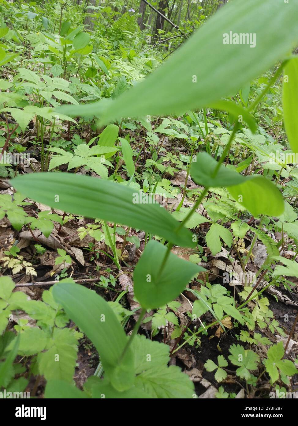 largeflower bellwort (Uvularia grandiflora) Plantae Stock Photo - Alamy