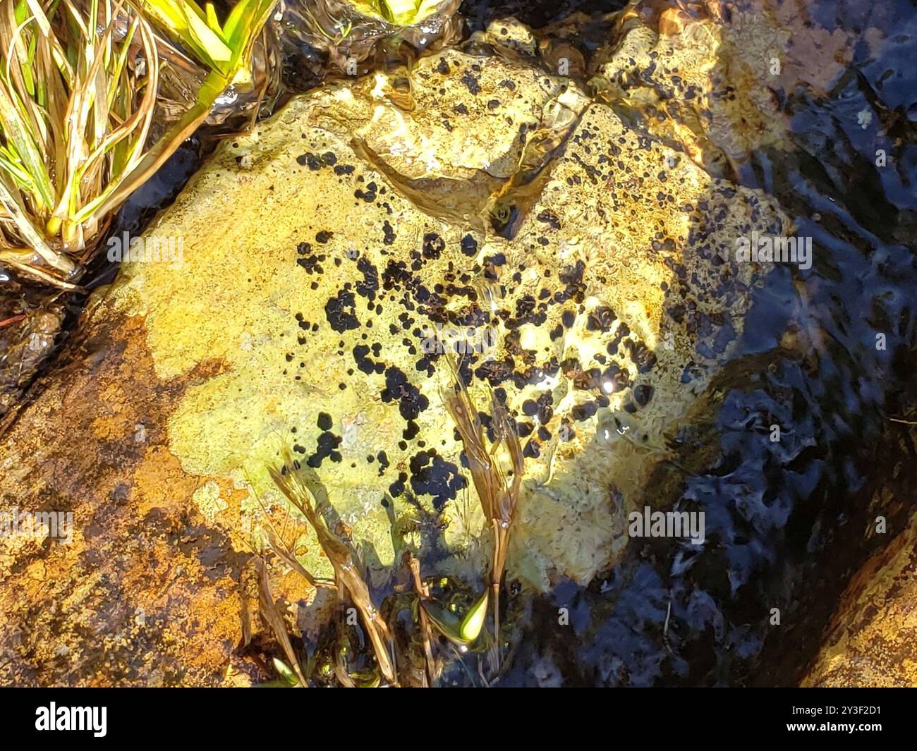 Bacidina hi-res stock photography and images - Alamy