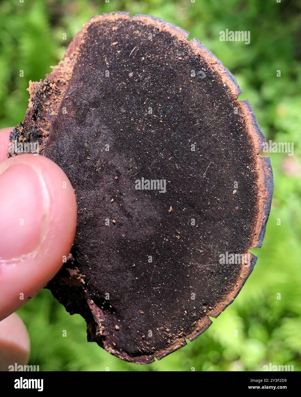 Nigroporus hi-res stock photography and images - Alamy