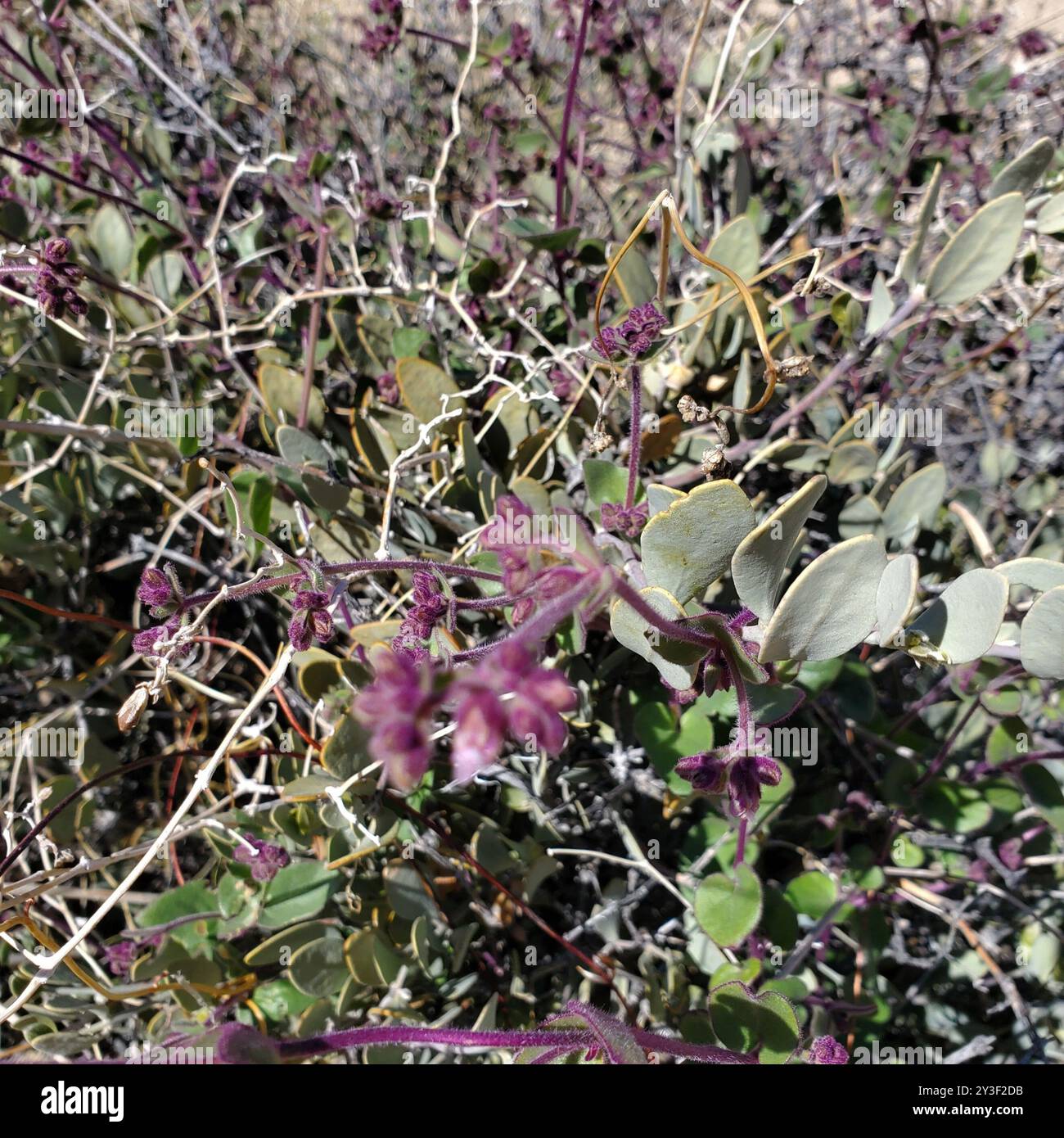 Wishbone Bush (Mirabilis laevis) Plantae Stock Photo - Alamy