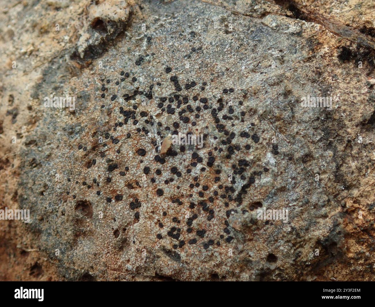 (Porpidia thomsonii) Fungi Stock Photo - Alamy