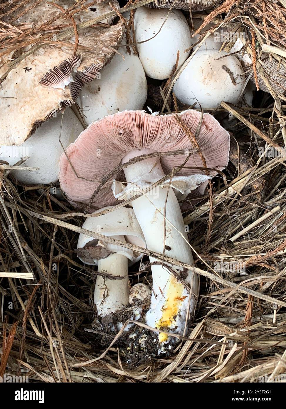Yellow Stainer (Agaricus xanthodermus) Fungi Stock Photo - Alamy
