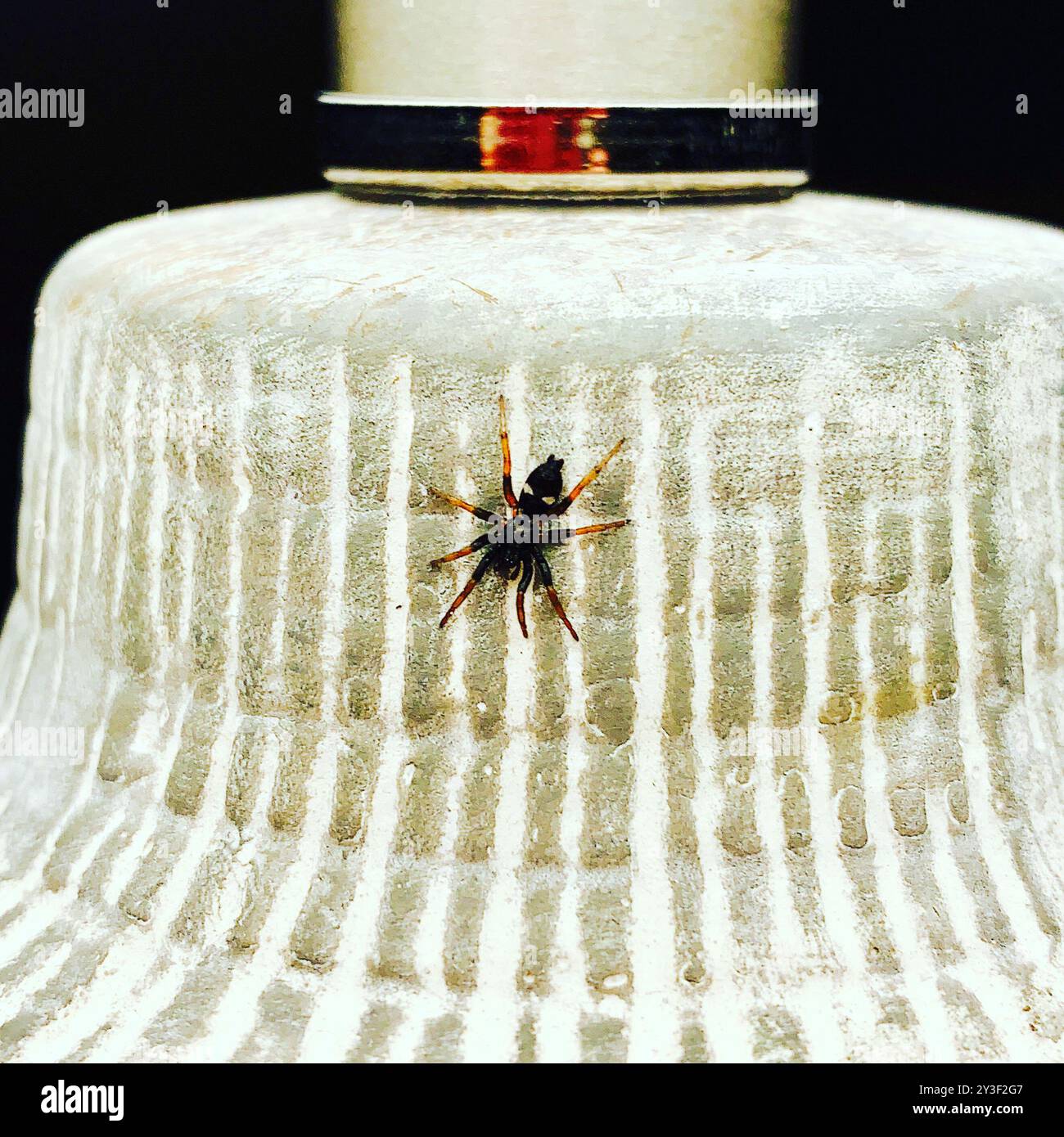 Common Patterned Ant-mimic Ground Spider (Sergiolus montanus) Arachnida ...