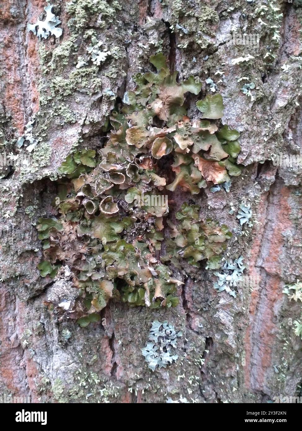 (Pleurosticta acetabulum) Fungi Stock Photo - Alamy
