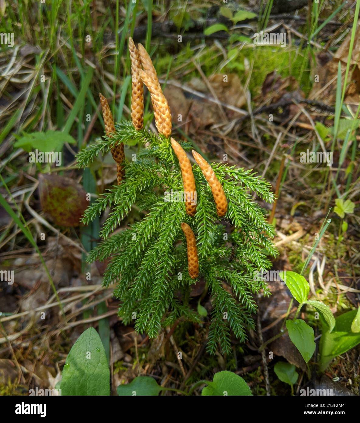 prickly tree-clubmoss (Dendrolycopodium dendroideum) Plantae Stock ...