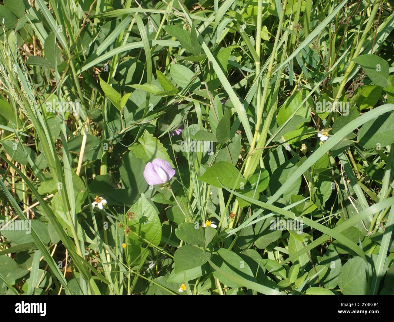 Sentro (Centrosema pubescens) Plantae Stock Photo - Alamy