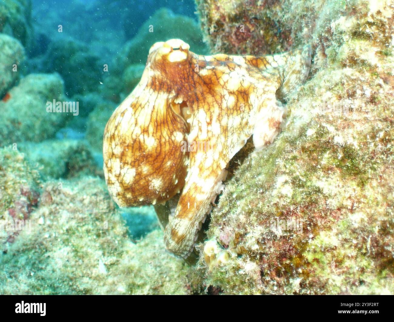 Brazilian Reef Octopus (Octopus insularis) Mollusca Stock Photo - Alamy