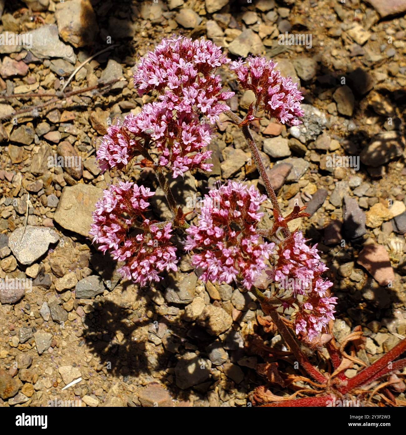 Turkish rugging (Chorizanthe staticoides) Plantae Stock Photo - Alamy