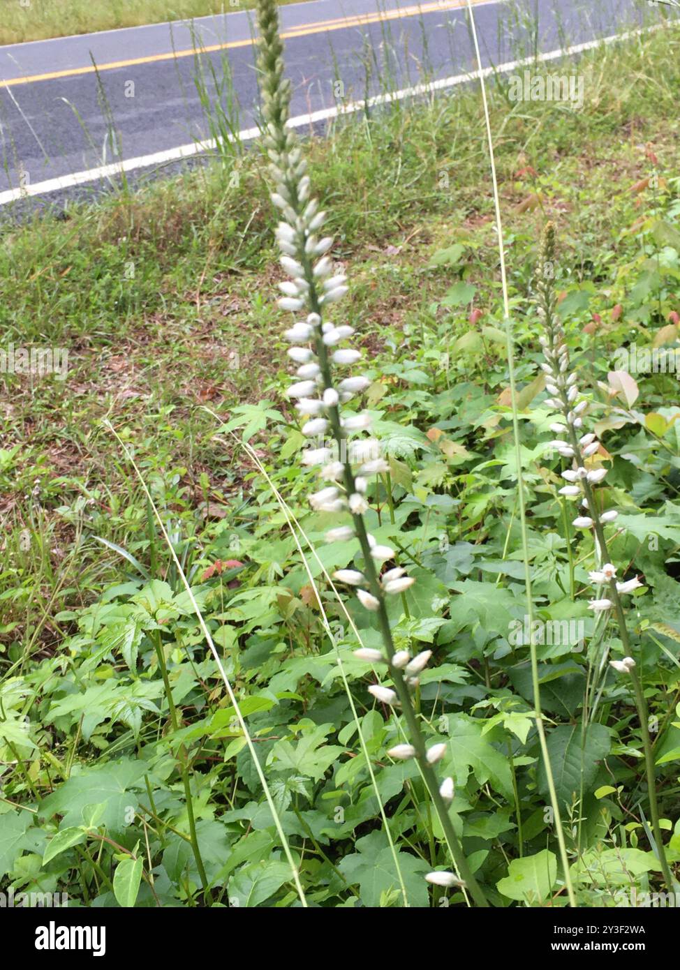 White-tubed Colicroot (Aletris farinosa) Plantae Stock Photo - Alamy