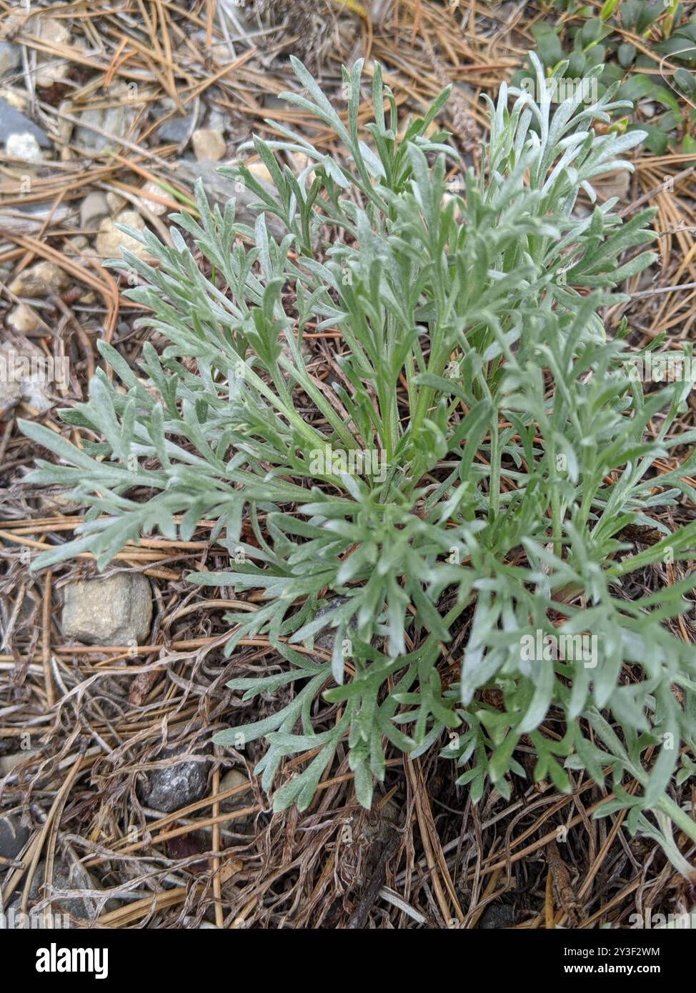 Field Sagewort (Artemisia campestris) Plantae Stock Photo - Alamy