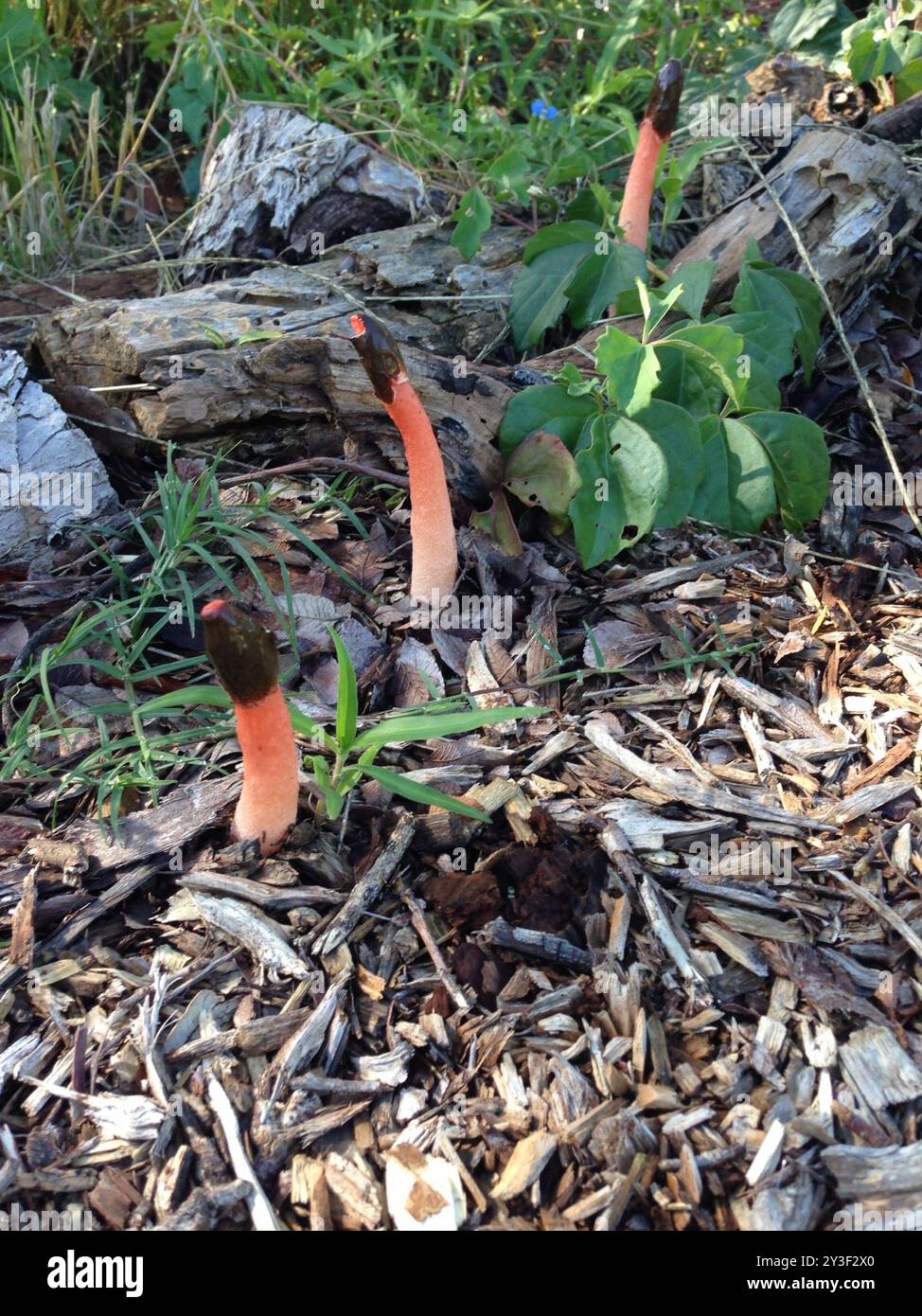 Wrinkly Stinkhorn (Phallus rugulosus) Fungi Stock Photo - Alamy