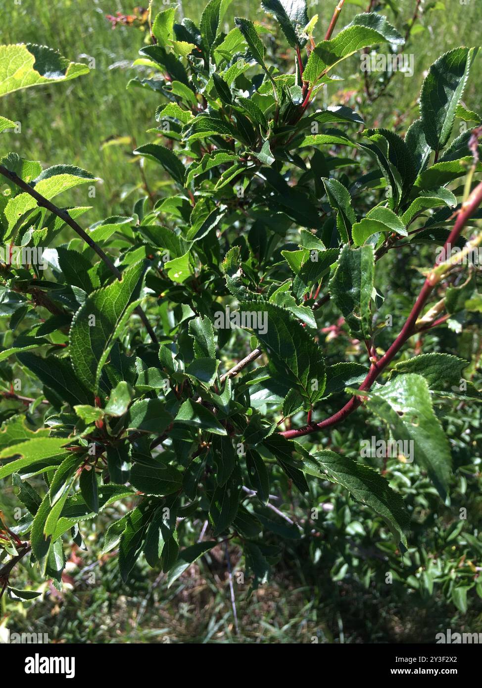 red osier dogwood (Cornus sericea) Plantae Stock Photo - Alamy