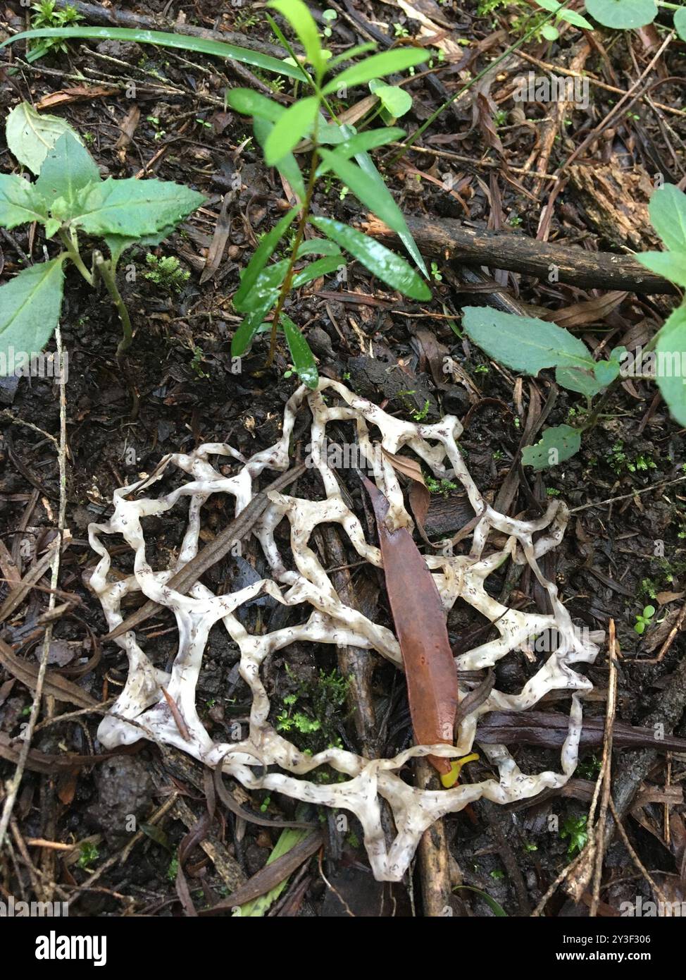 smooth cage fungus (Ileodictyon gracile) Fungi Stock Photo - Alamy